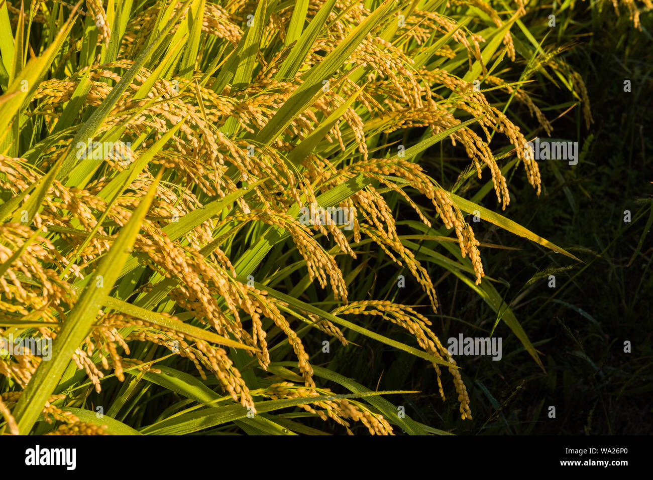 Spikes of rice hi-res stock photography and images - Alamy