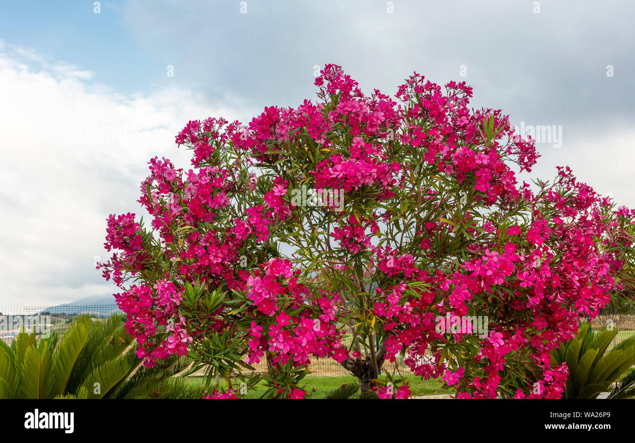 Oleander Standard Tree