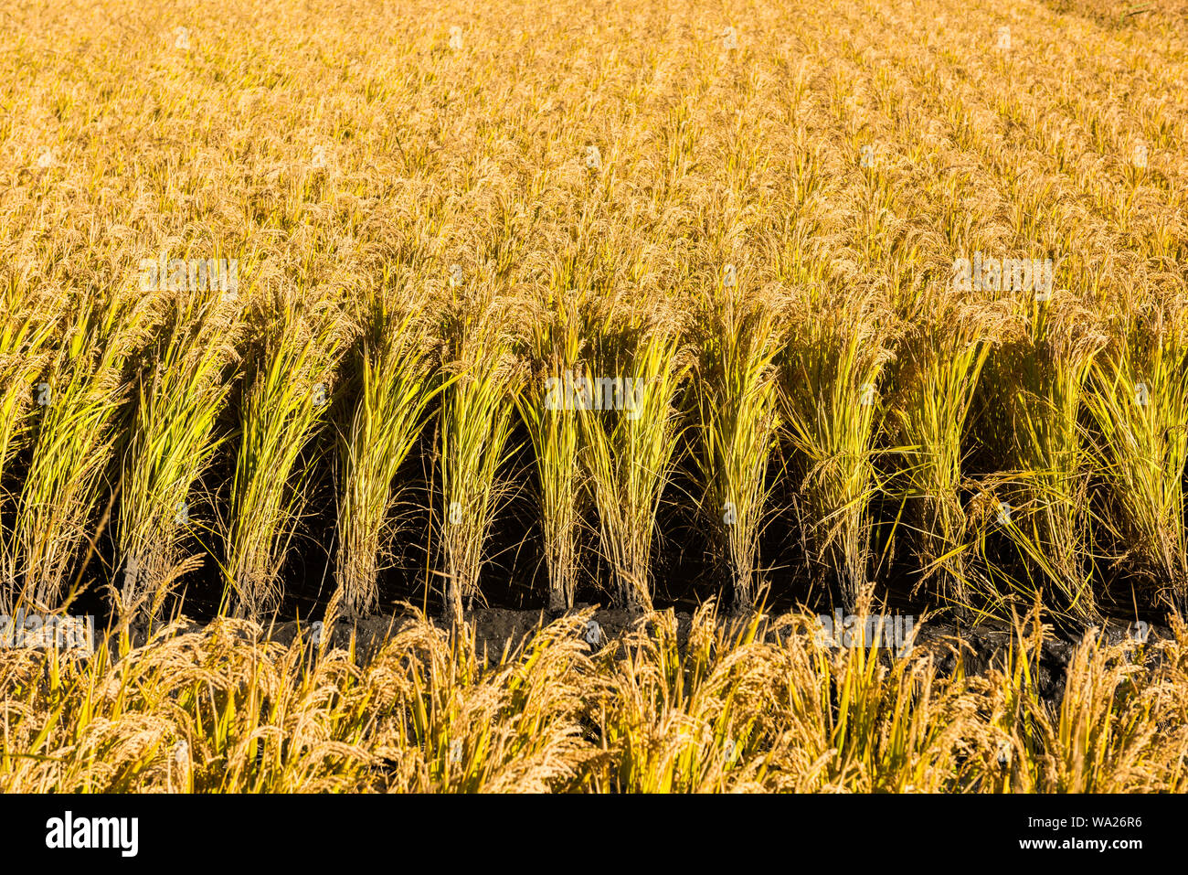 Rice scenery hi-res stock photography and images - Alamy
