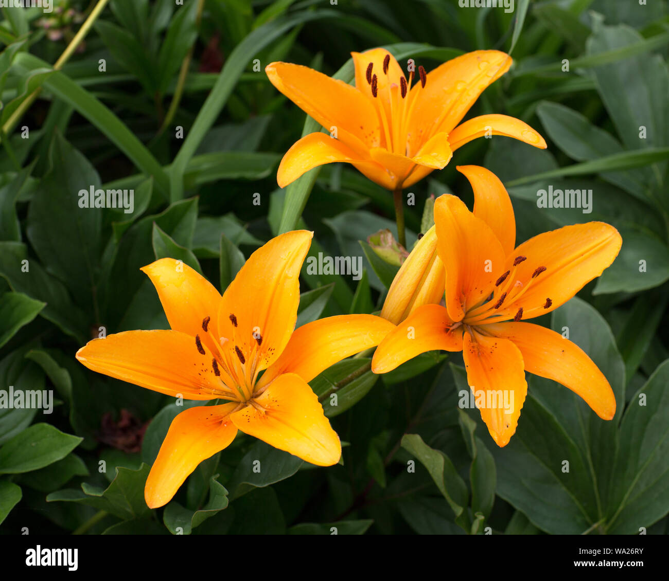 Golden lilies hi-res stock photography and images - Alamy