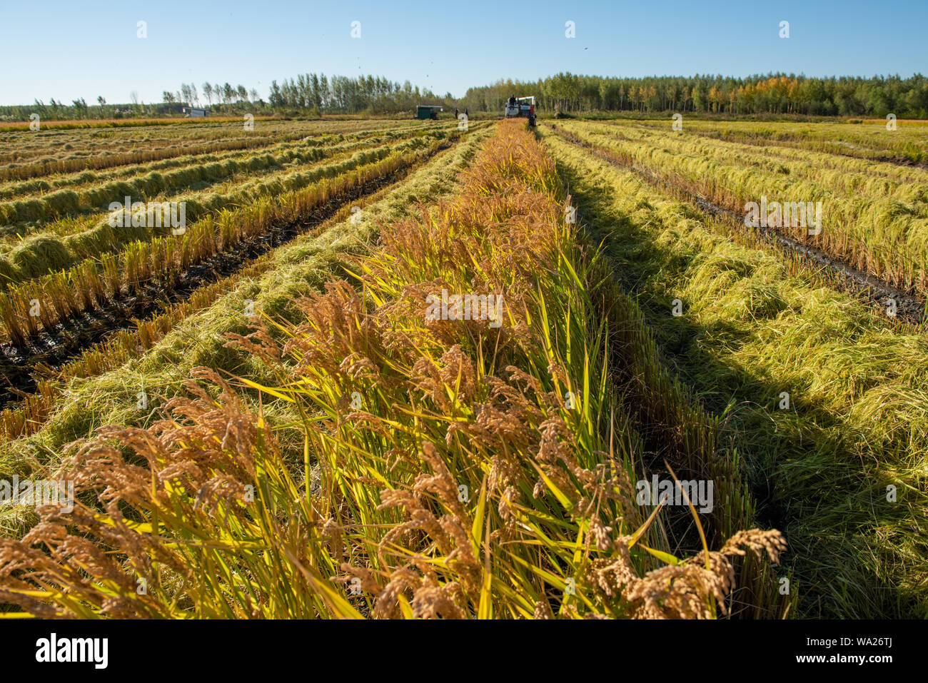 Rice harvester hi-res stock photography and images - Alamy