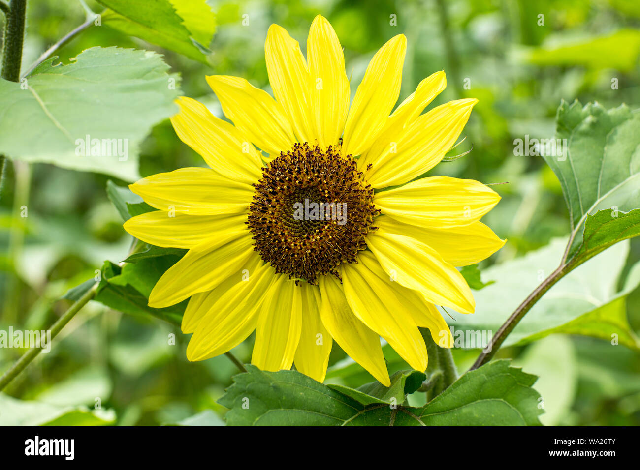 Suntastic sunflower hi-res stock photography and images - Alamy