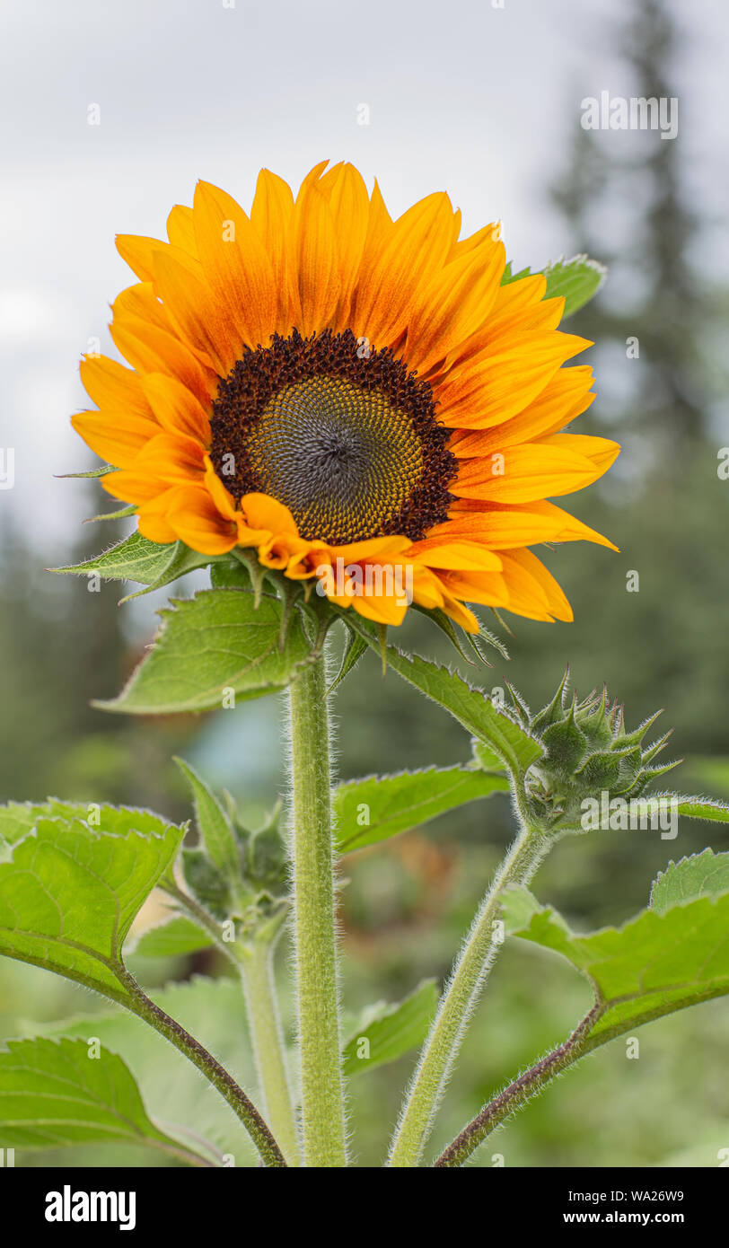 Sunflower plant in full bloom hi-res stock photography and images - Alamy