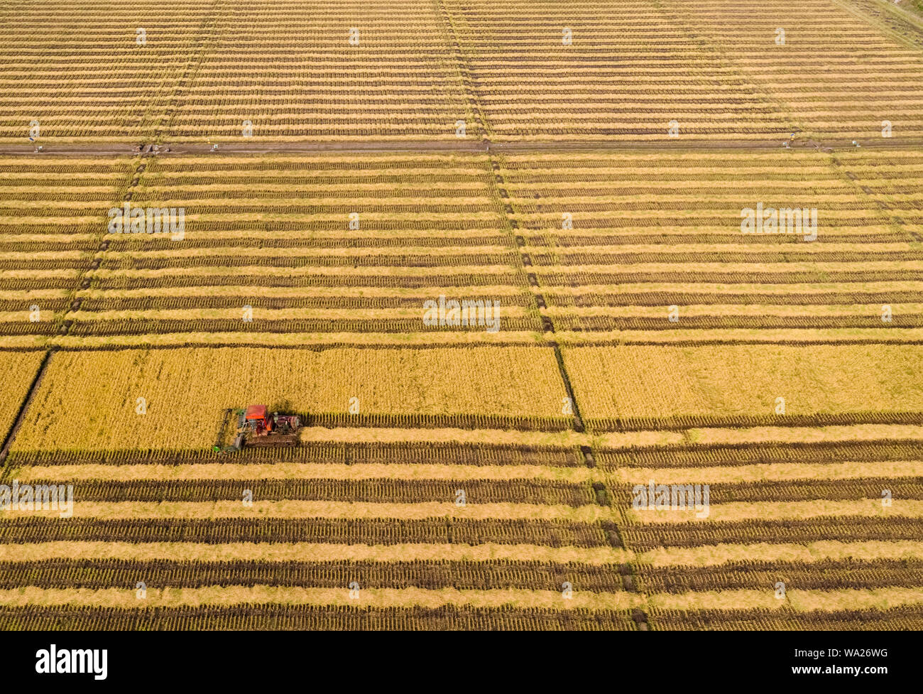 The rice harvest Stock Photo - Alamy