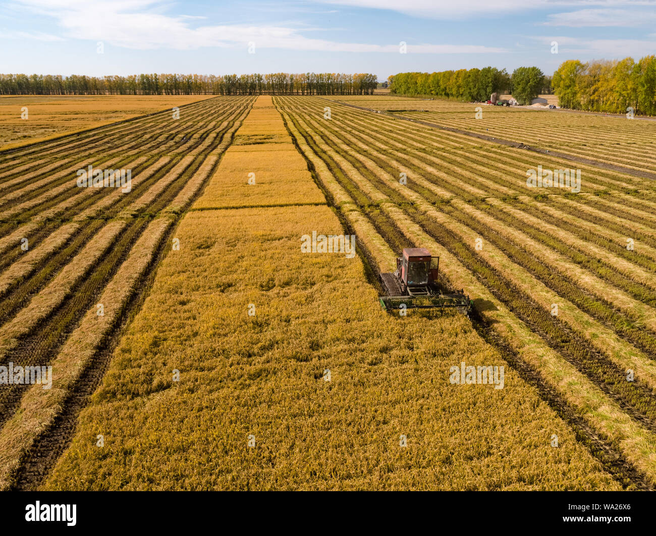 Rice cut sun Stock Photo - Alamy