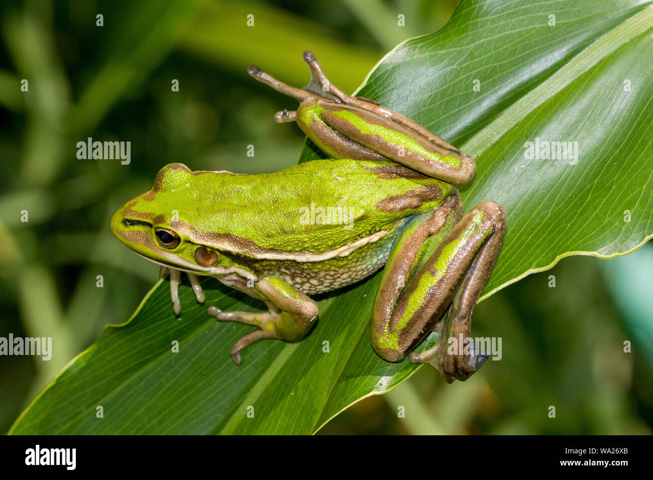 Green and Golden Bell Frog Stock Photo - Alamy