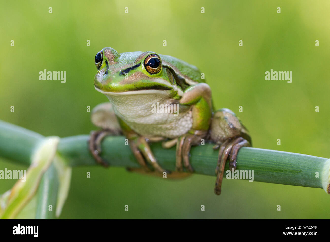 Green and Golden Bell Frog Stock Photo - Alamy