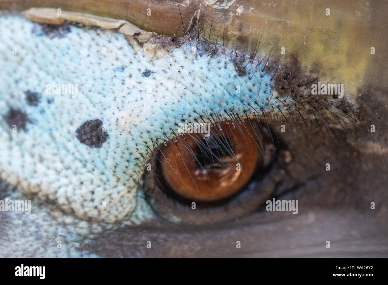 Cockatiel Eye Lashes