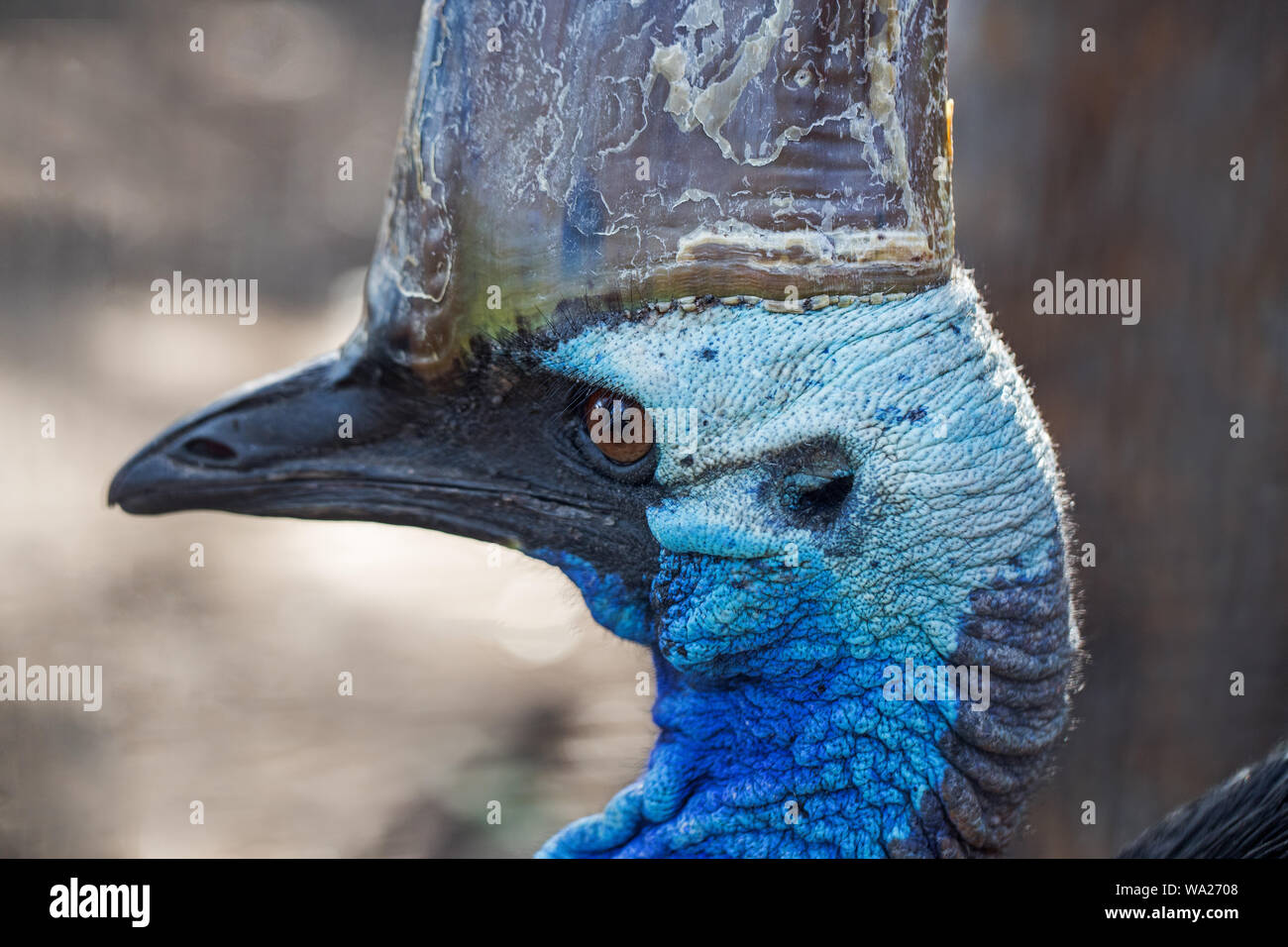 Southern Cassowary, Casuarius casuarius, Northern Australian ...
