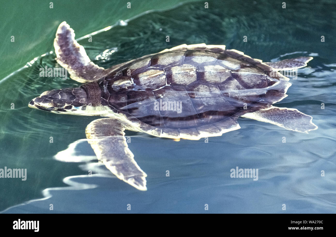 Endangered sea turtles hi-res stock photography and images - Alamy
