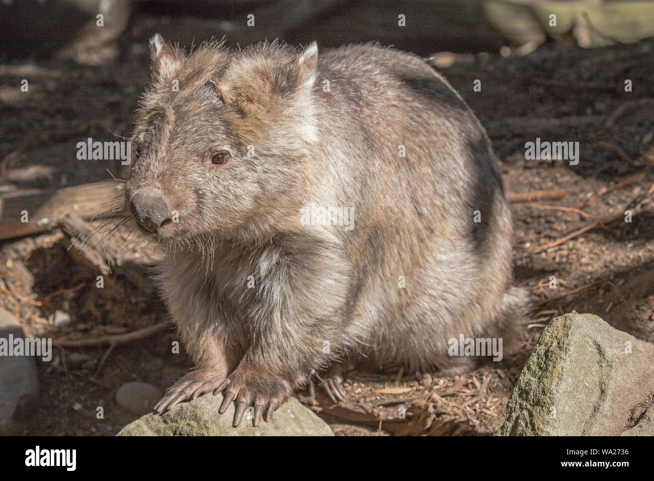 Vombatus ursinus ursinus hi-res stock photography and images - Alamy