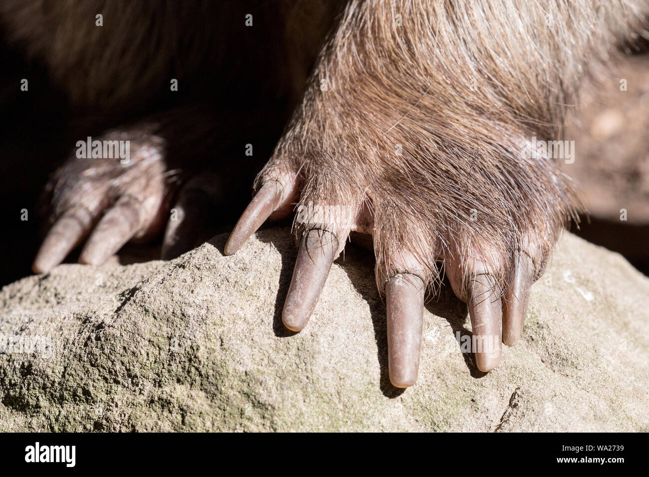 Wombat claws hi-res stock photography and images - Alamy