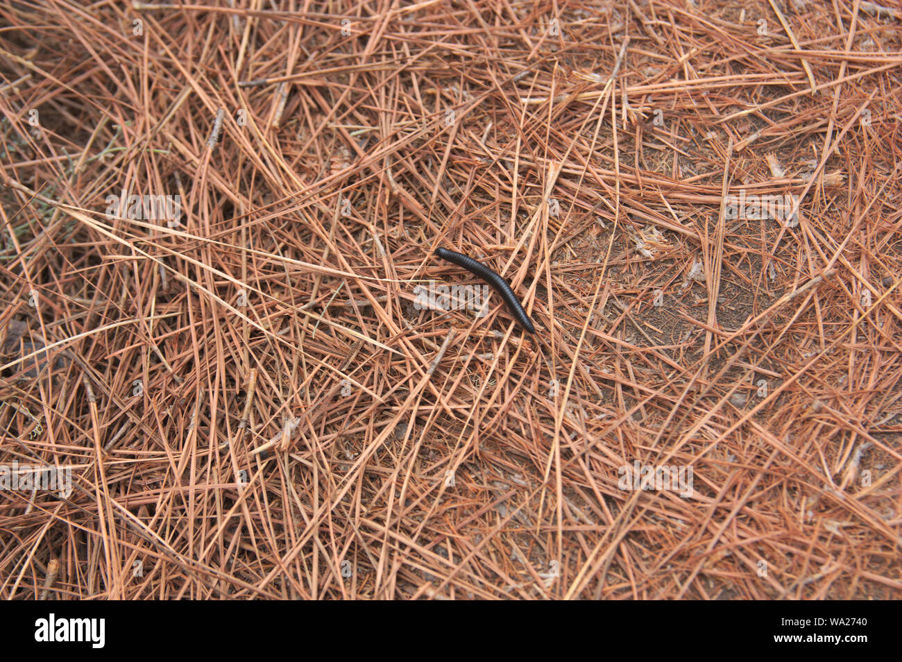 A kind of black worm crosses the ground full of small dry pine branches ...