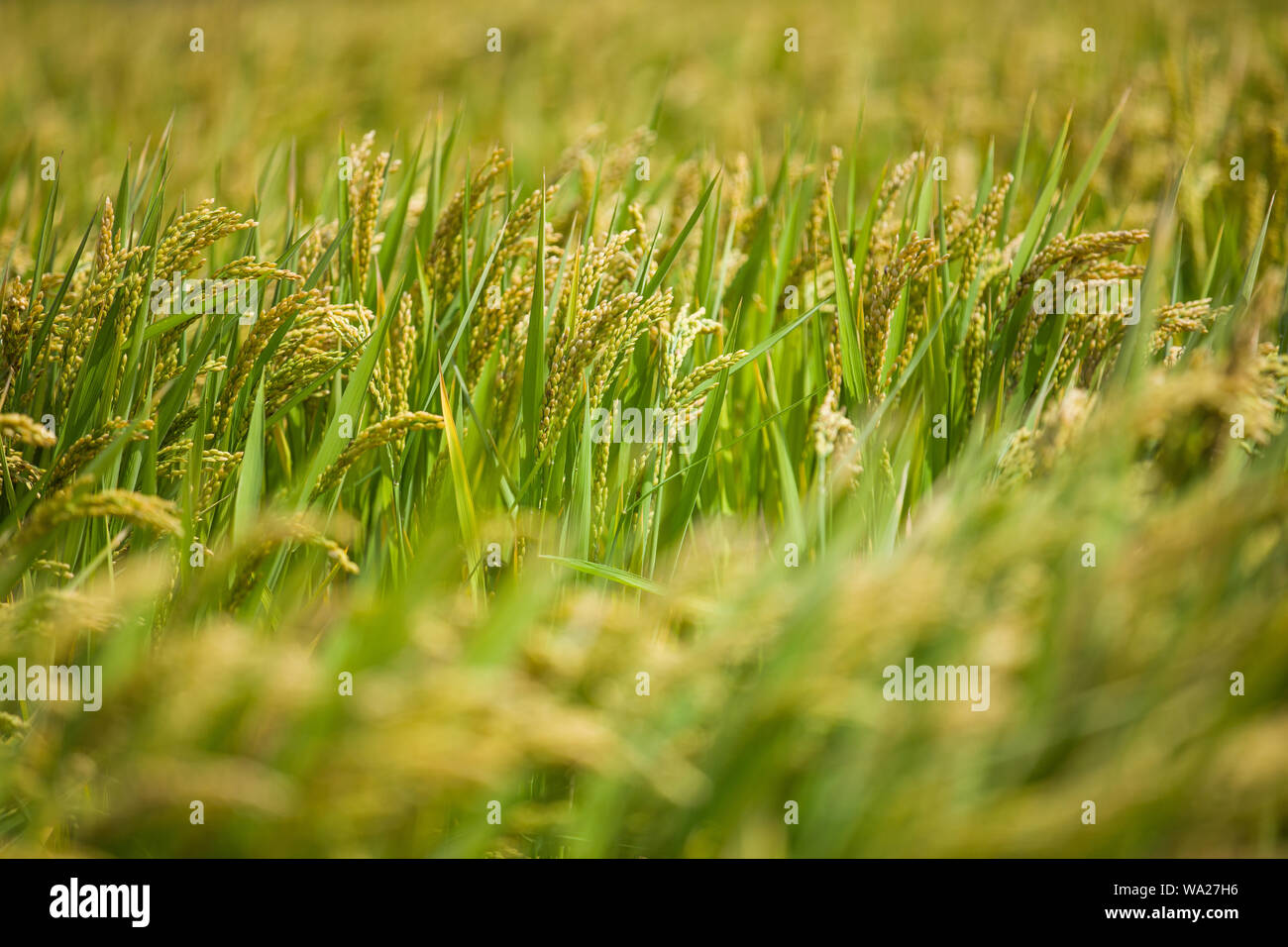 Planting rice seed hi-res stock photography and images - Alamy