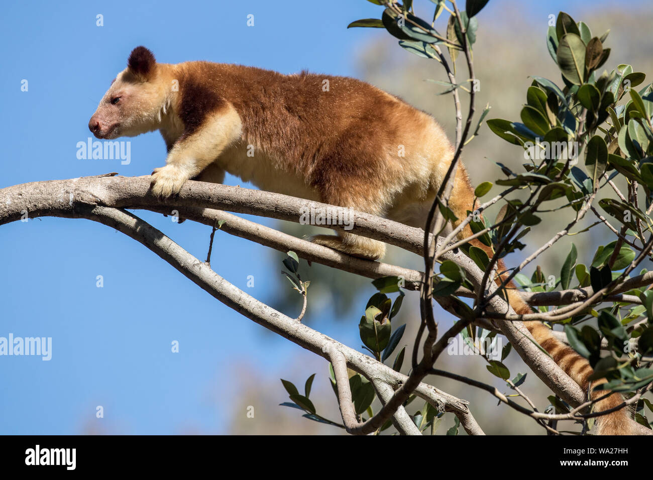 Goodfellow's Tree Kangaroo; Dendrolagus goodfellow; New Guinea Stock ...
