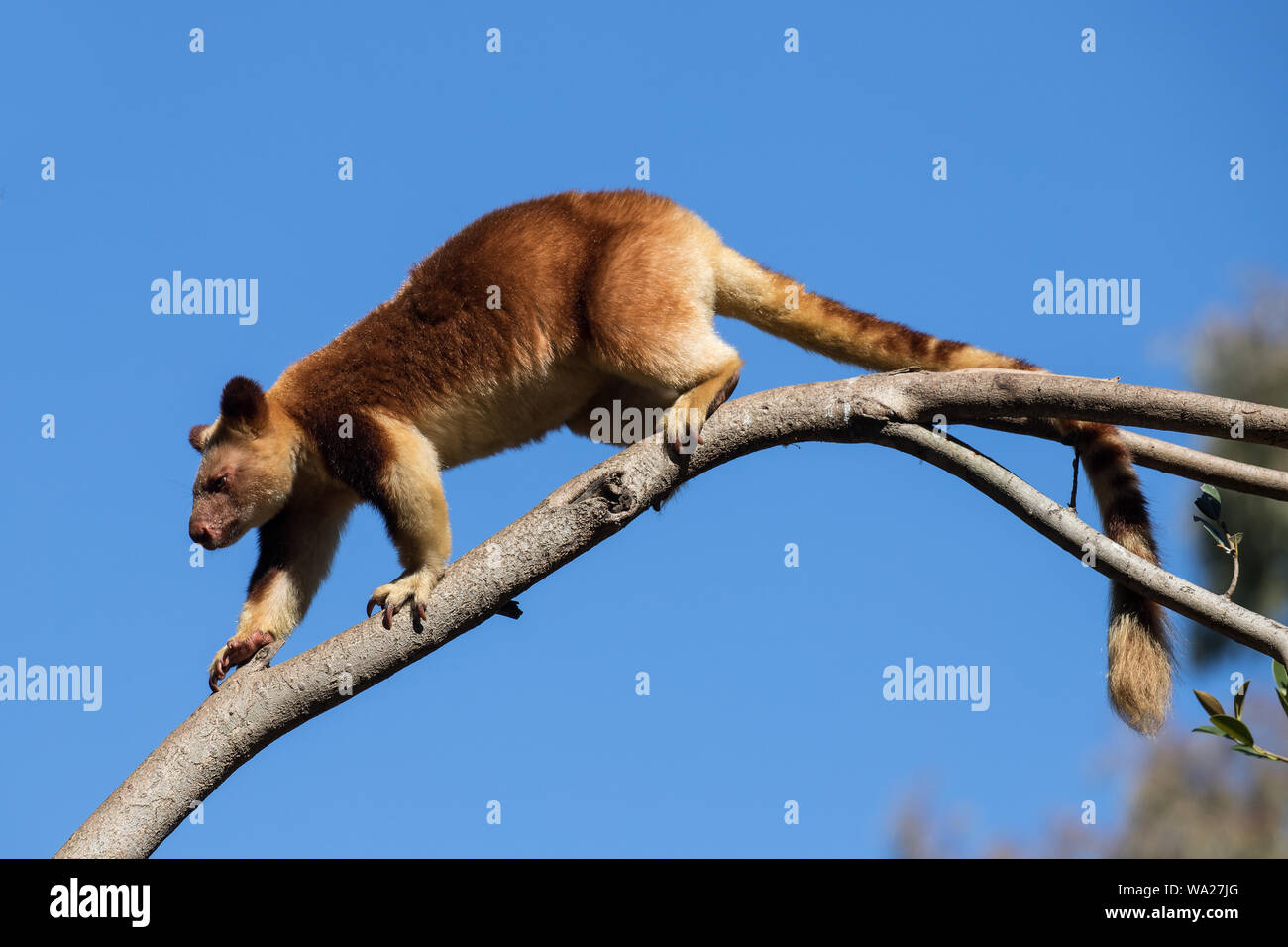 Goodfellow's Tree Kangaroo; Dendrolagus goodfellow; New Guinea Stock ...