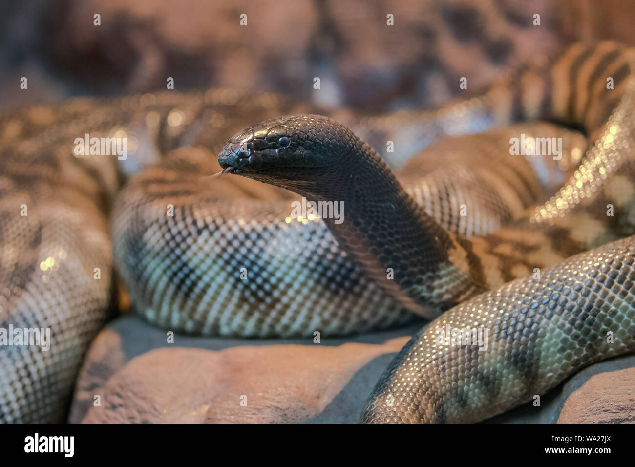 Black headed python hi-res stock photography and images - Alamy