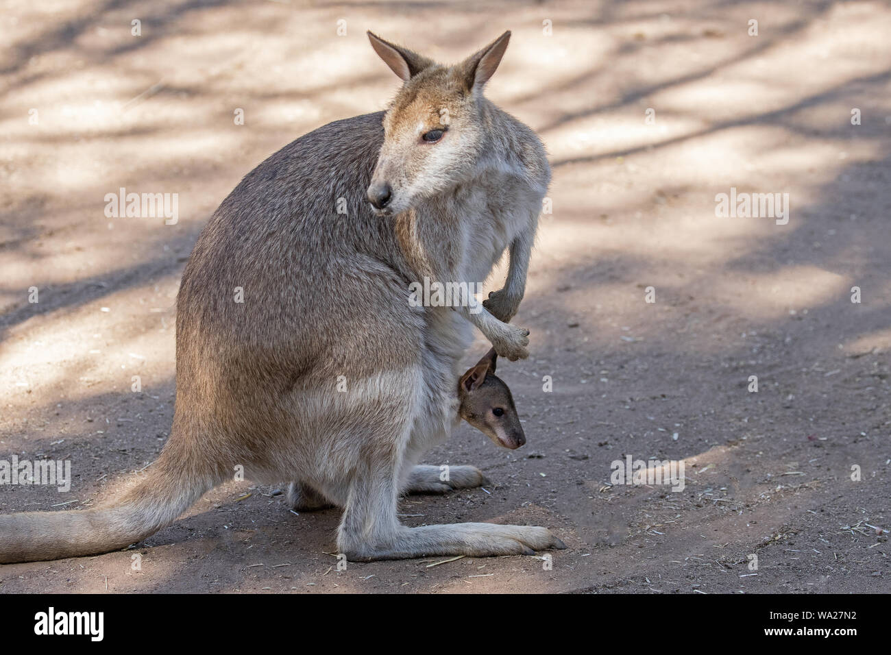 Agile Wallaby with joey in pouch Stock Photo - Alamy