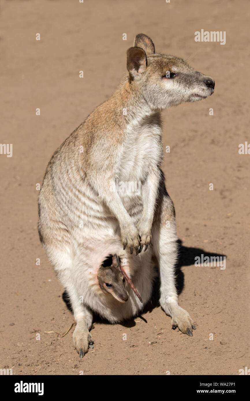 Agile Wallaby with joey in pouch Stock Photo - Alamy