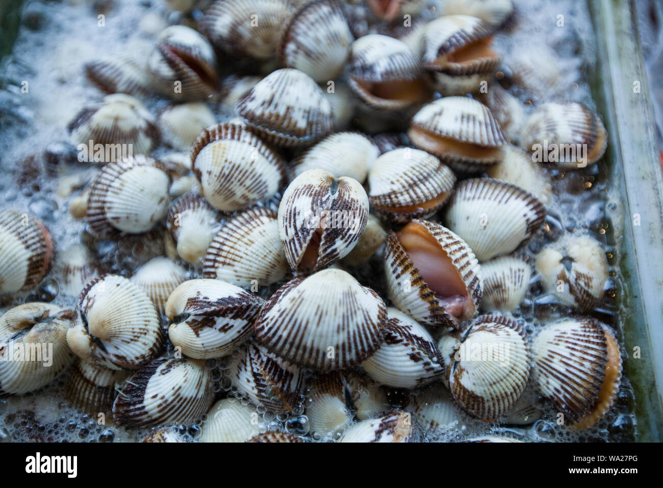 Chinese icefish hi-res stock photography and images - Alamy