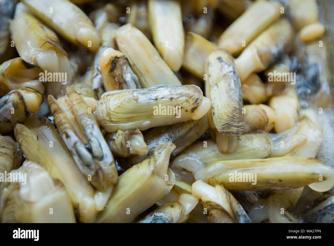 Clam and abalone shells hi-res stock photography and images - Alamy