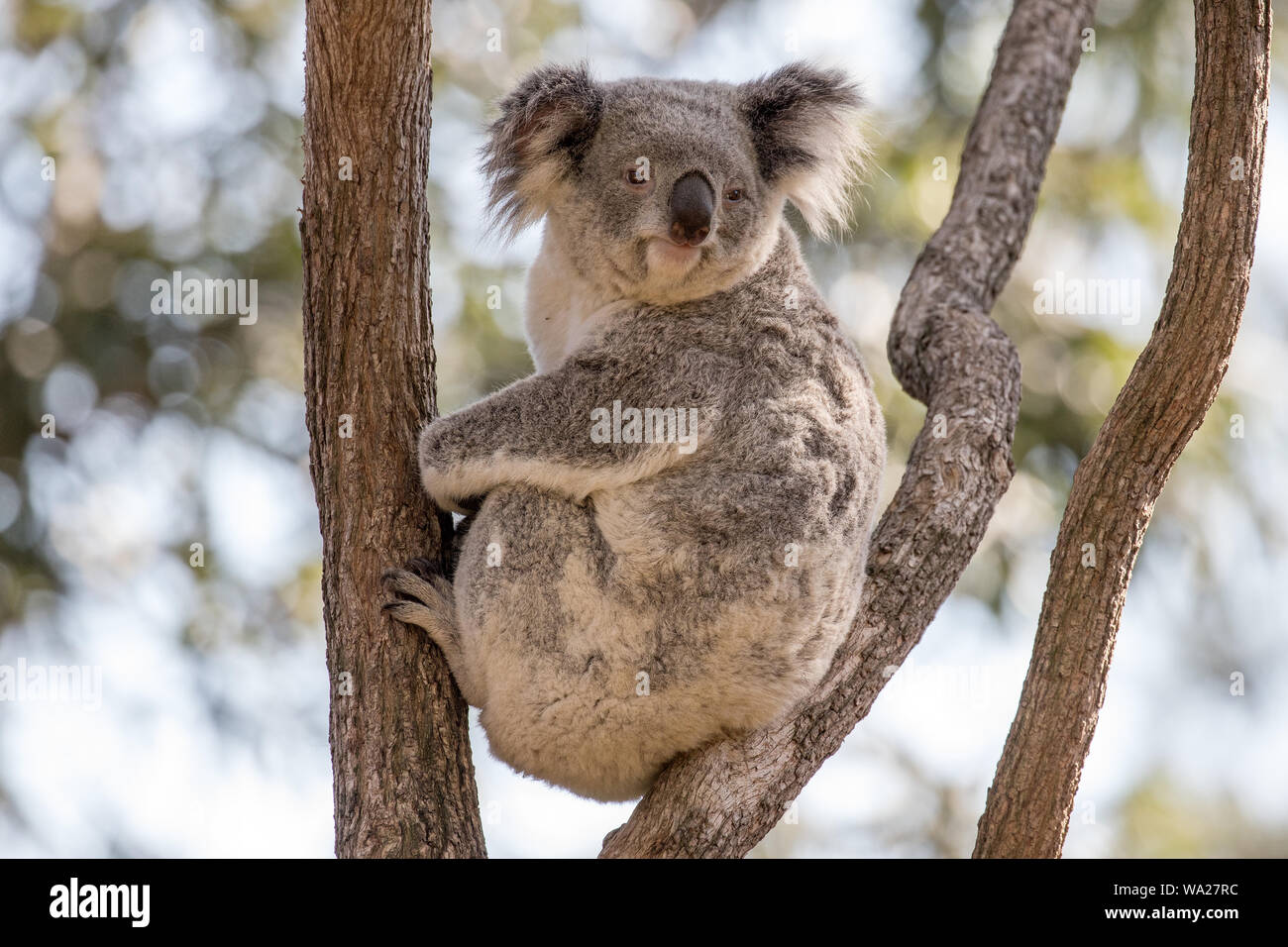 Australian Koala resting in a tree Stock Photo - Alamy