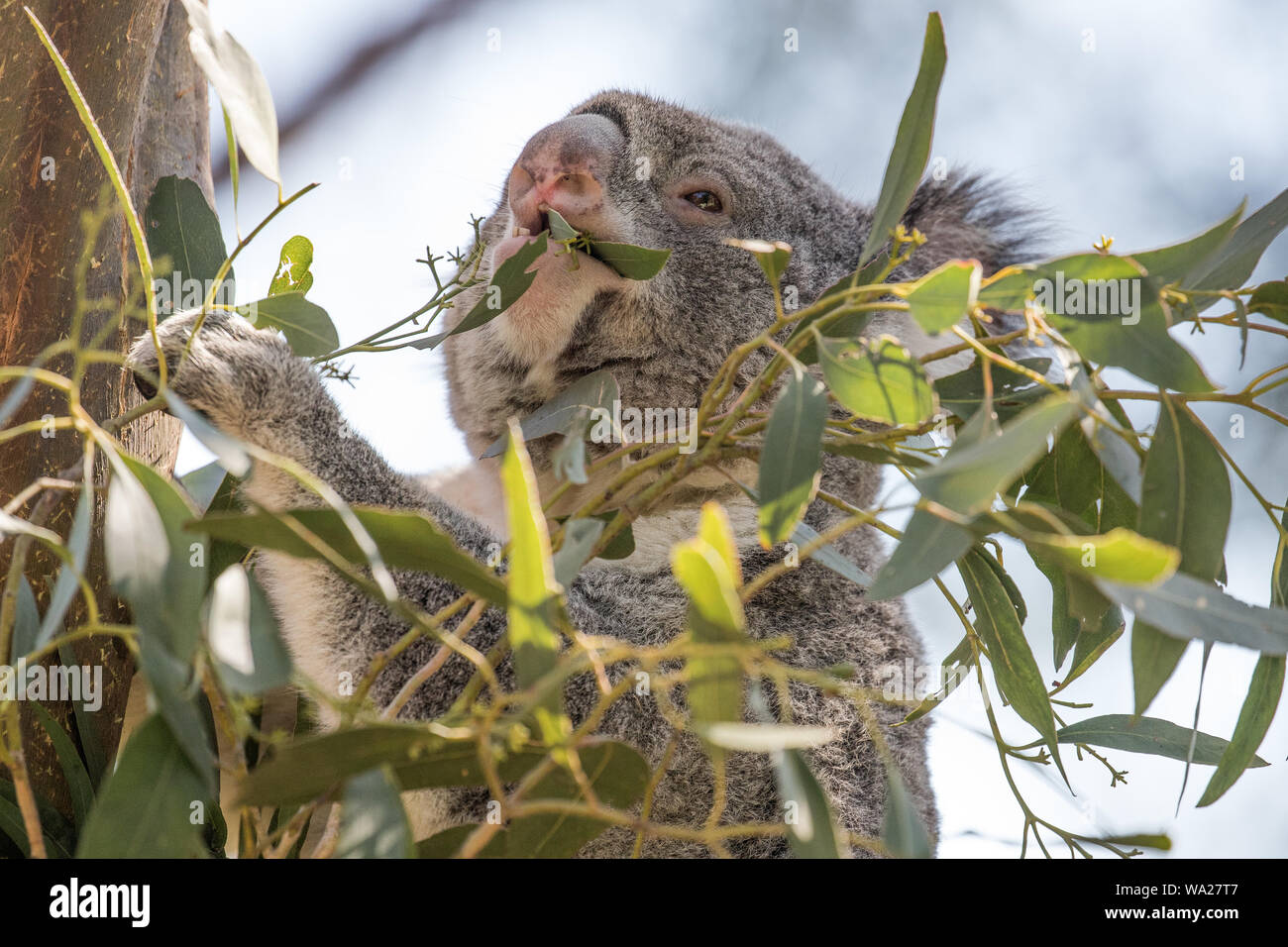 Koala feeding on Eucalypt tree leaves Stock Photo - Alamy