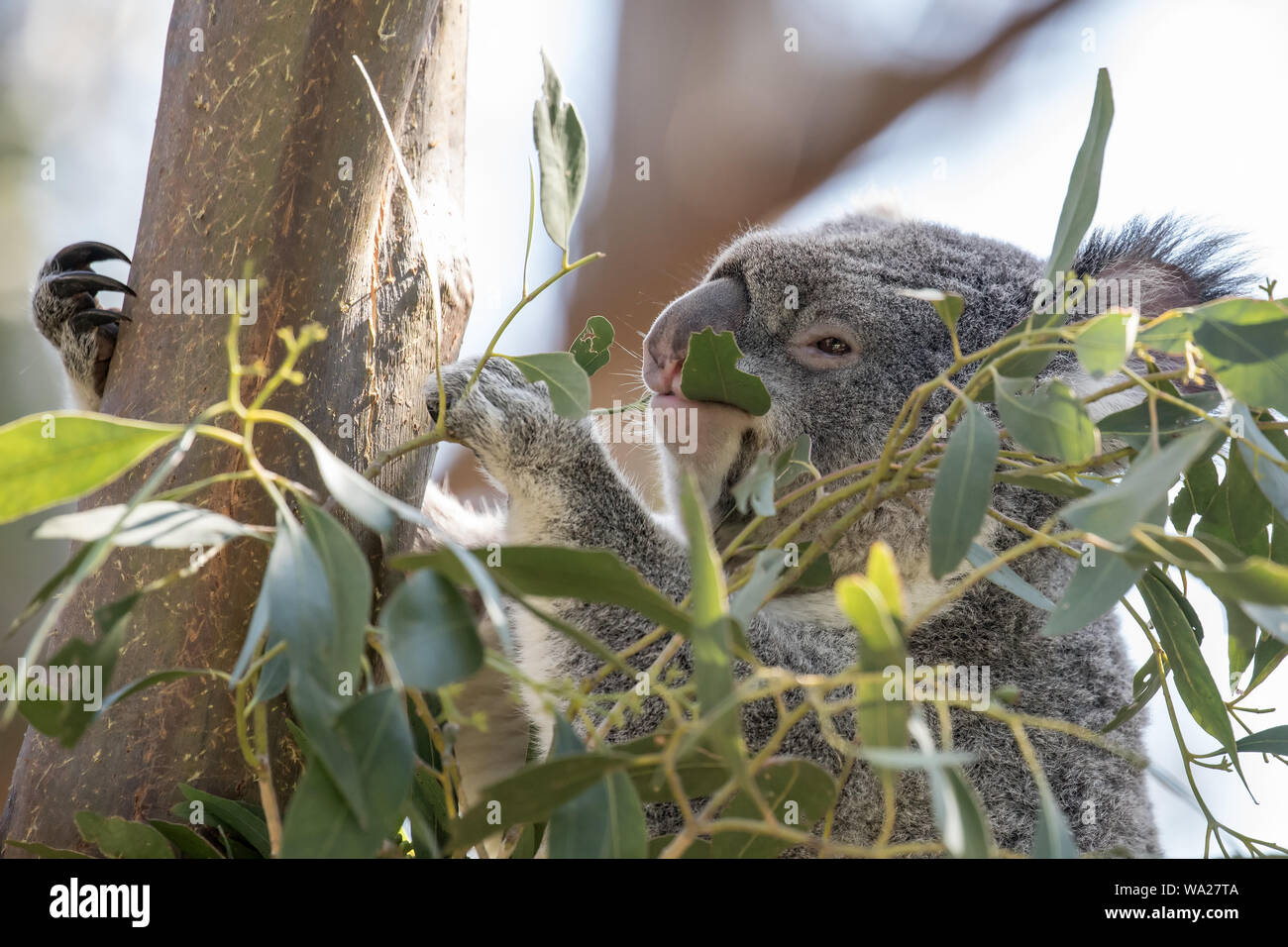 Koala feeding hi-res stock photography and images - Alamy