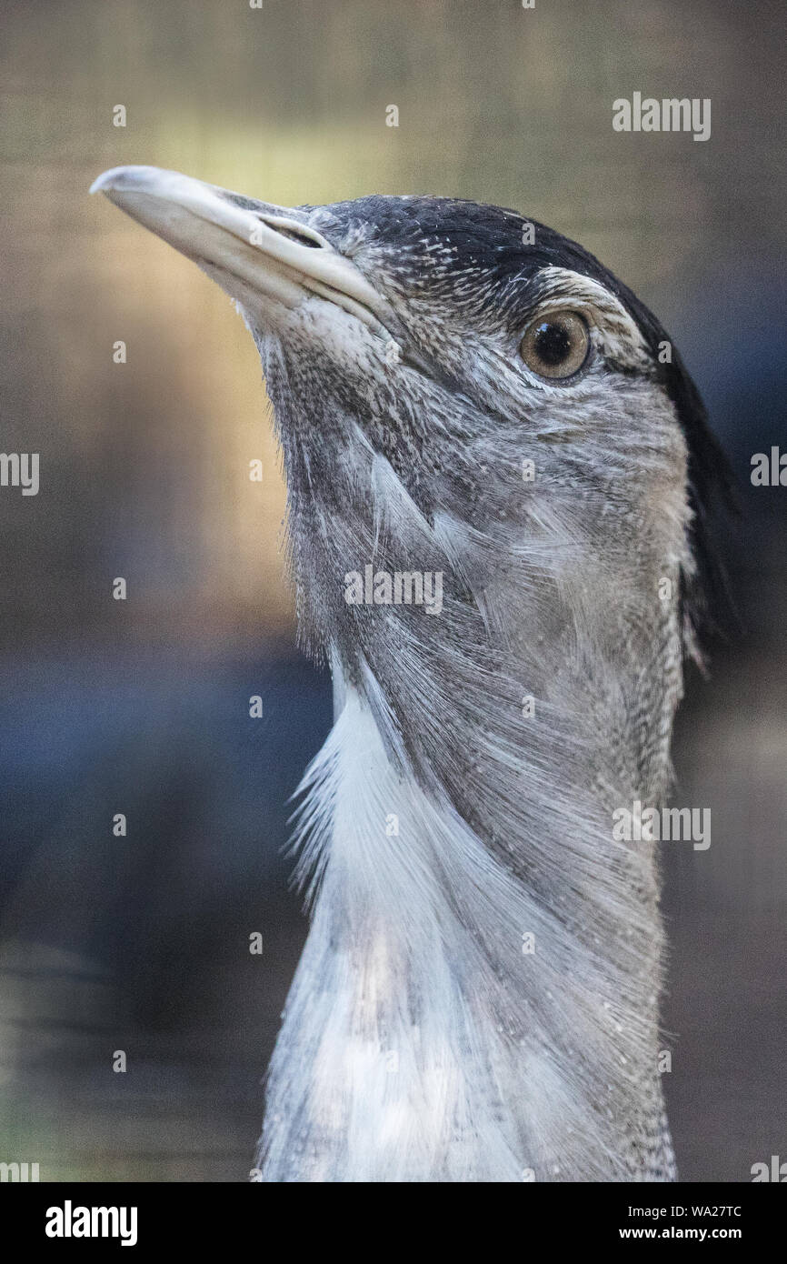 Australian Bustard or Plains Turkey Stock Photo - Alamy