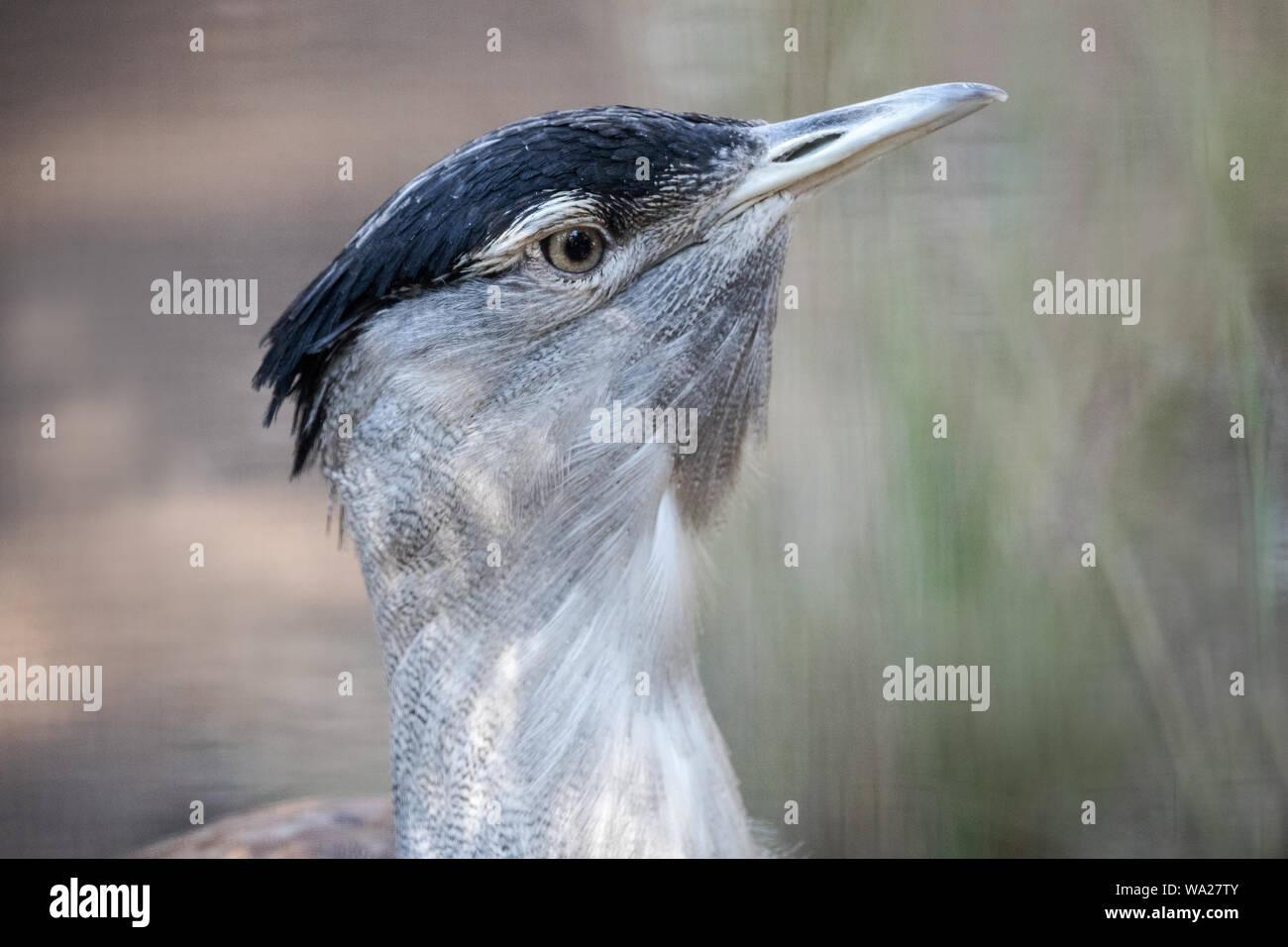 Australian bustard plains turkey australia hi-res stock photography and ...