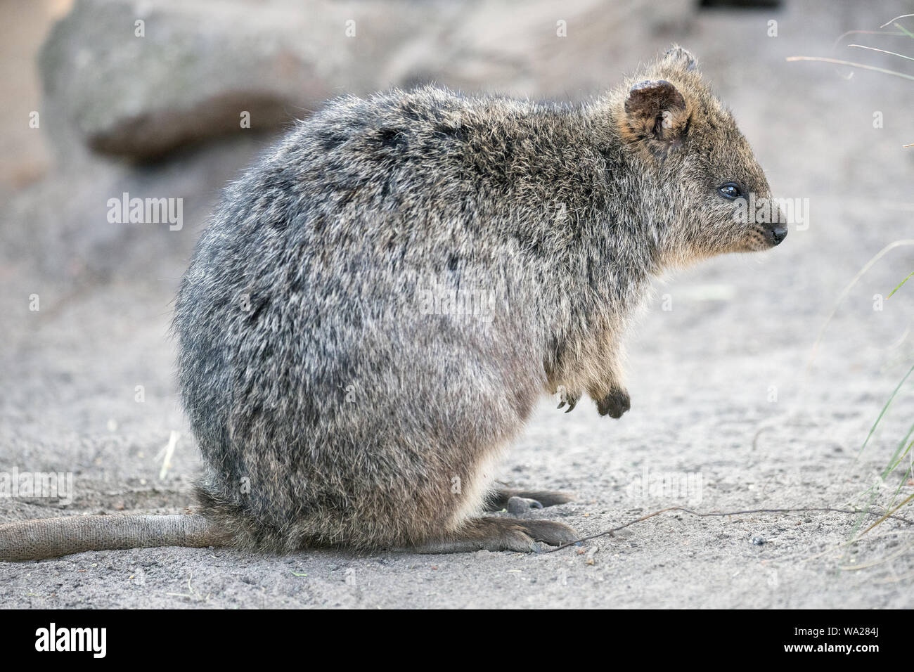 Quokka, Setonix brachyurus, Western Australia Stock Photo - Alamy