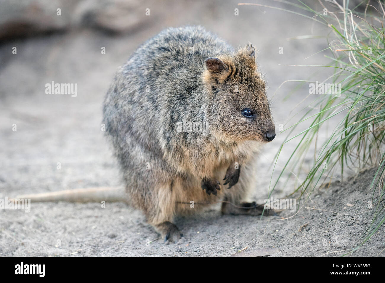 Quokka, Setonix brachyurus, Western Australia Stock Photo - Alamy