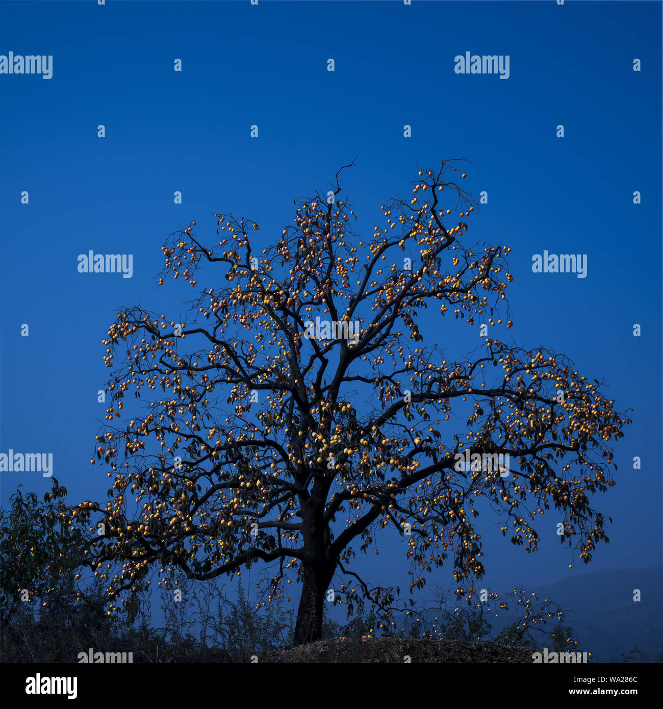 Persimmon tree china hi-res stock photography and images - Alamy