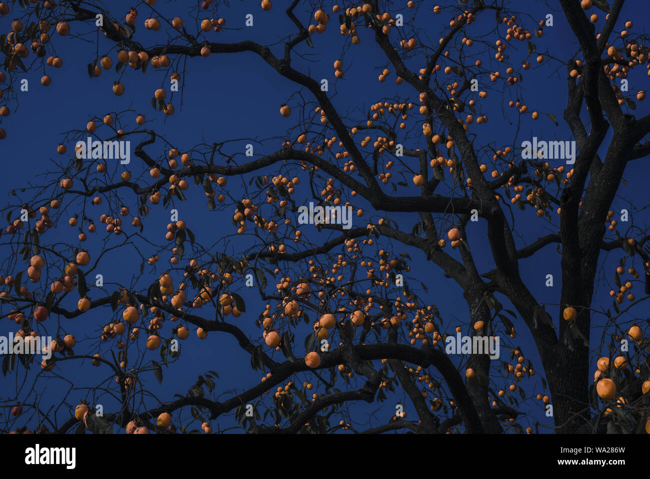 Tree planting china hi-res stock photography and images - Alamy