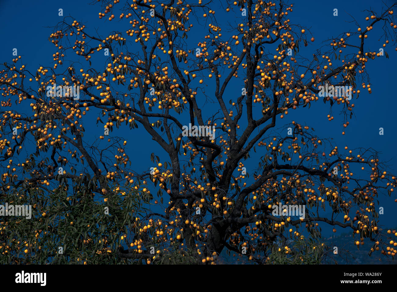 Persimmon tree china hi-res stock photography and images - Alamy