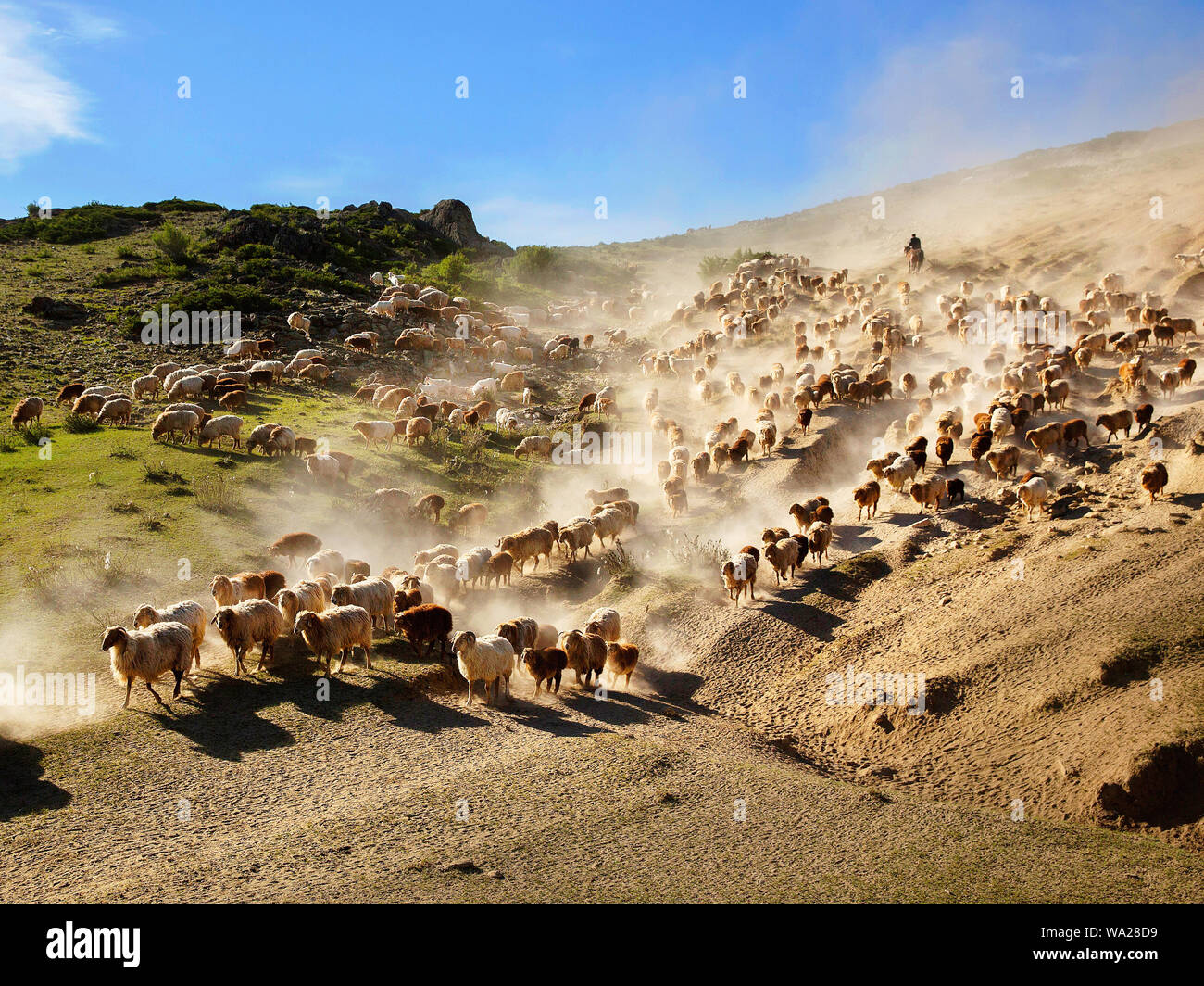 Xinjiang sheep hi-res stock photography and images - Alamy
