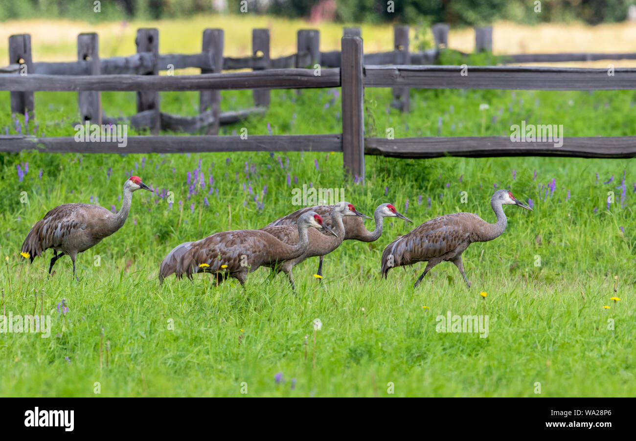 Crane family hi-res stock photography and images - Alamy