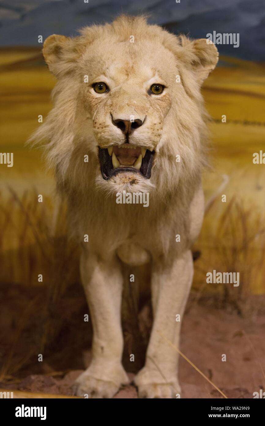 Taxidermy Lion