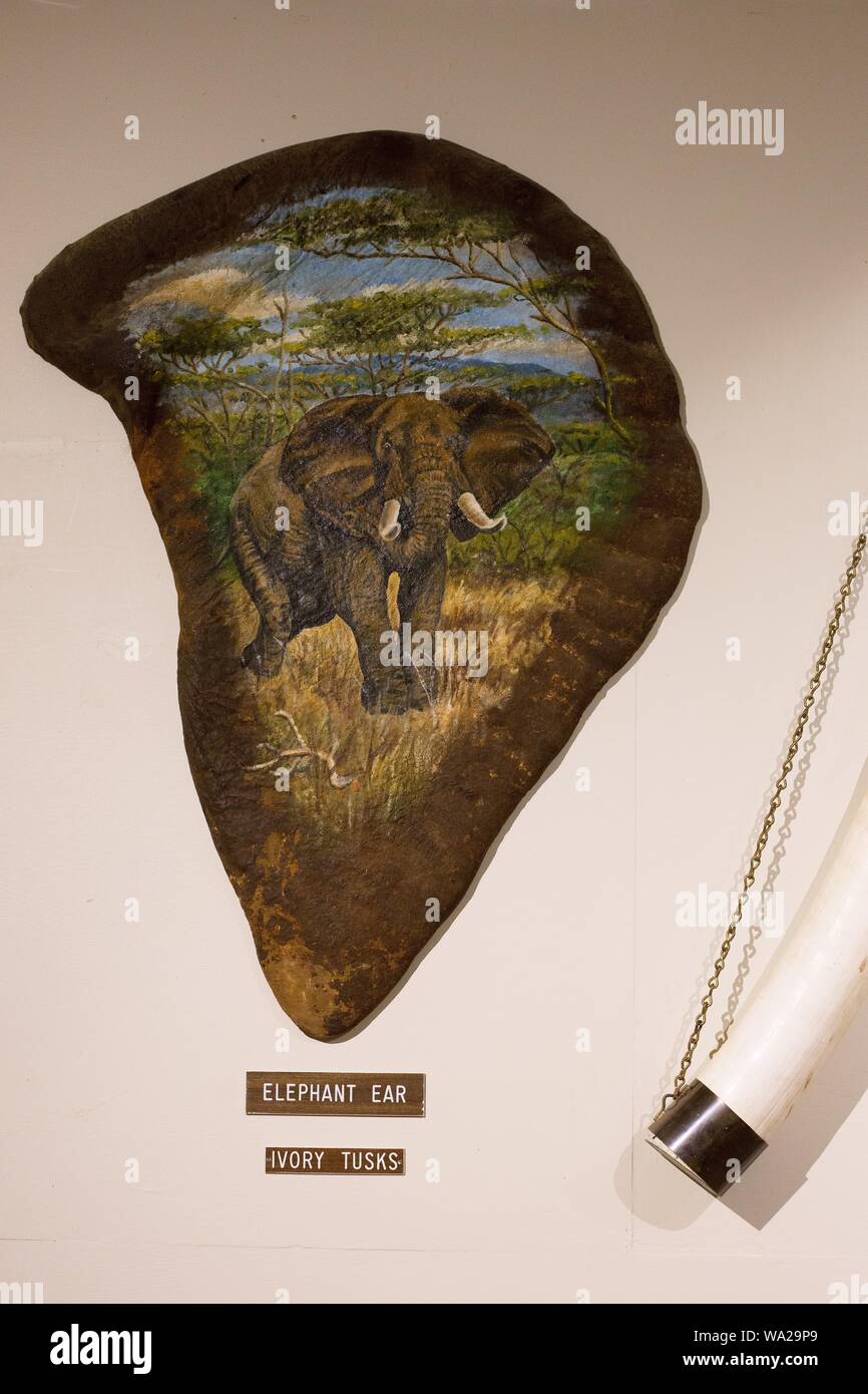 An elephant ear and tusk on display at the Ralph Foster Museum in ...
