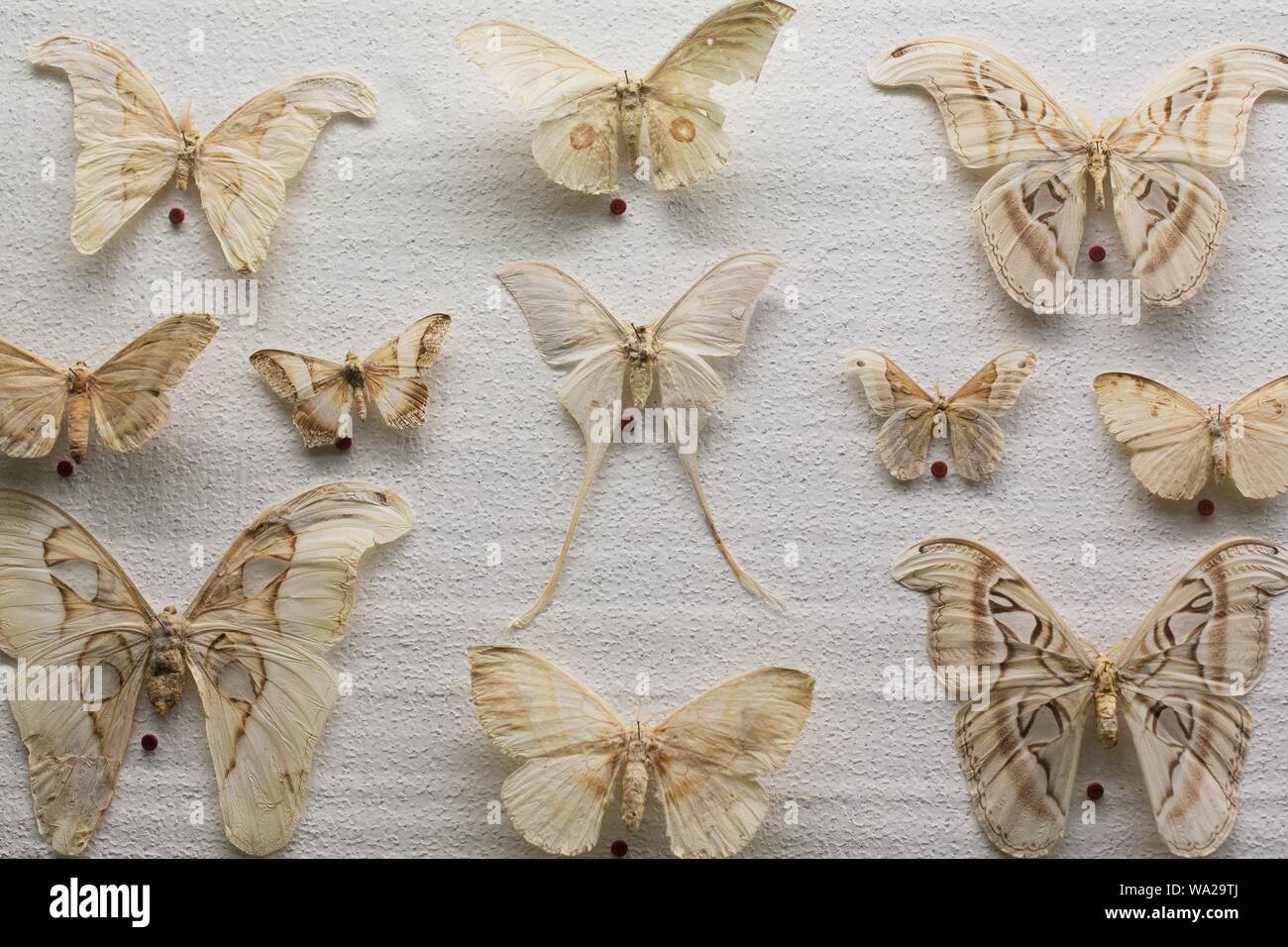 A variety of moths pinned to a white board, at the Ralph Foster Museum ...
