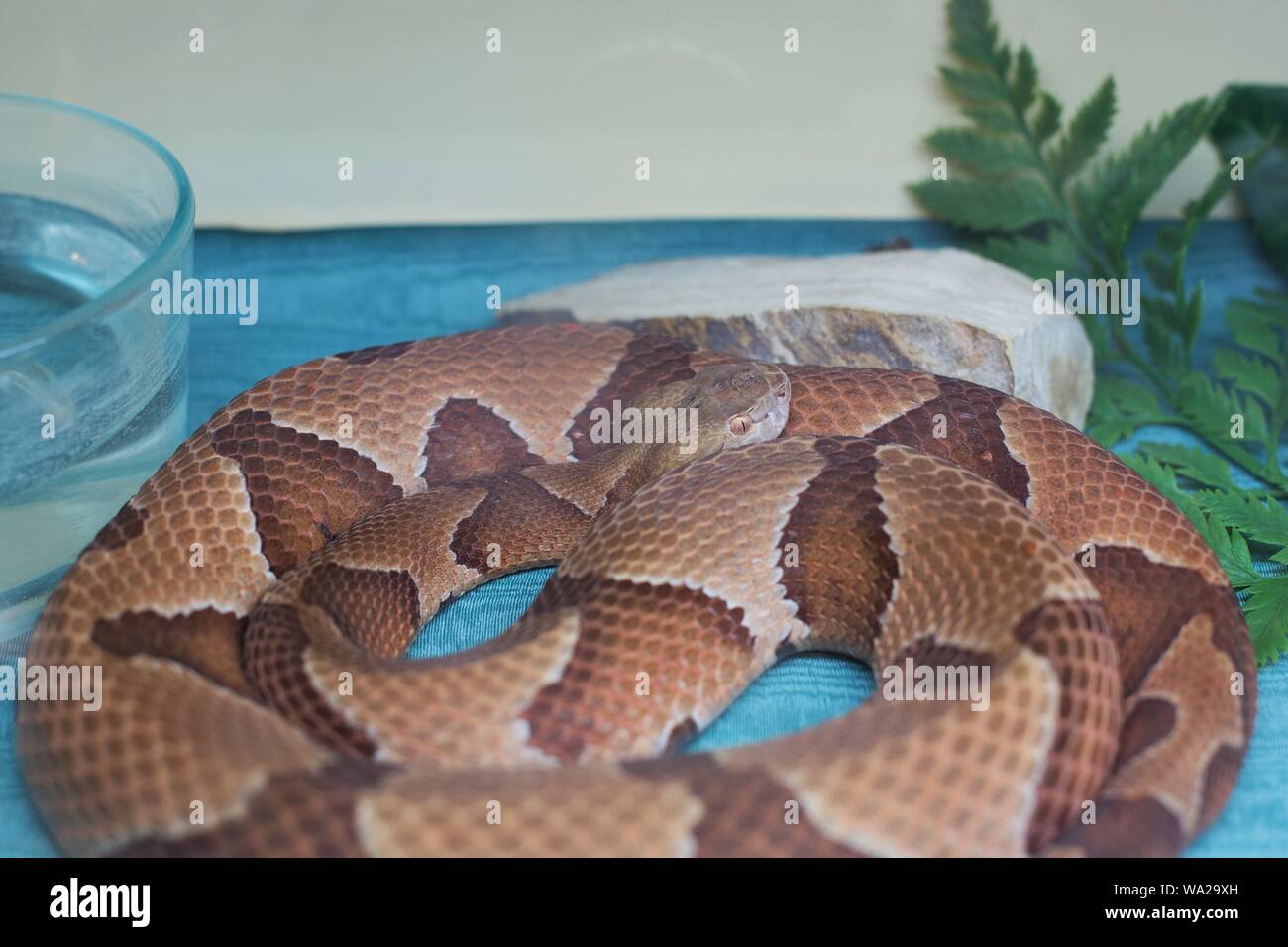 A live, captive Eastern Copperhead snake on display at Shepherd of the ...
