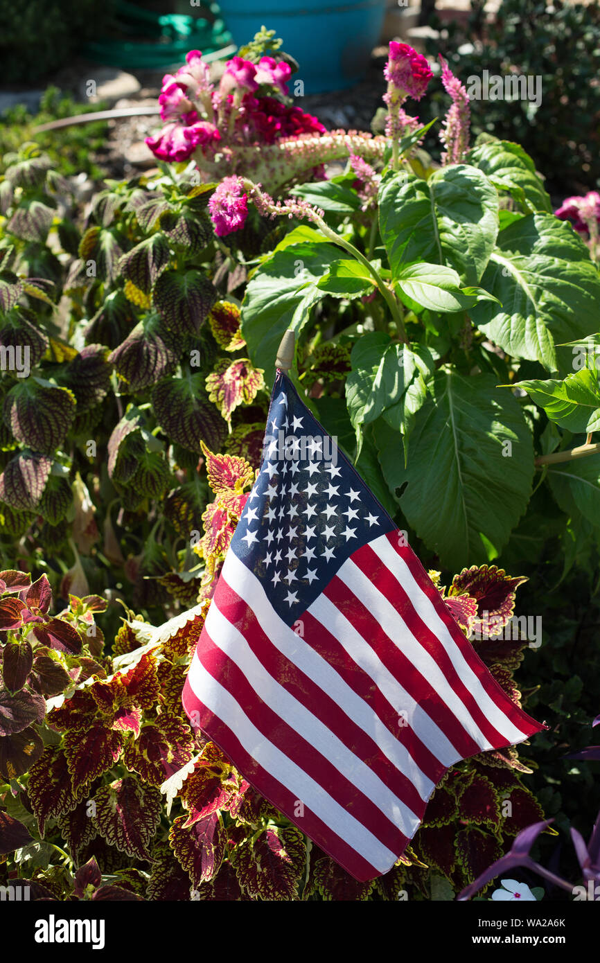 Patriotic flowers hi-res stock photography and images - Alamy