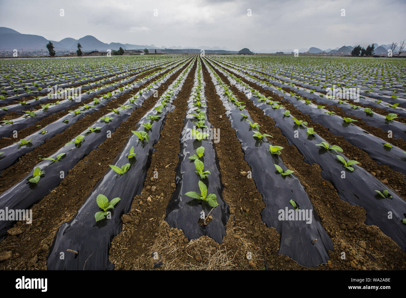 , yunnan province, wenshan zhuang and miao minority autonomous ...