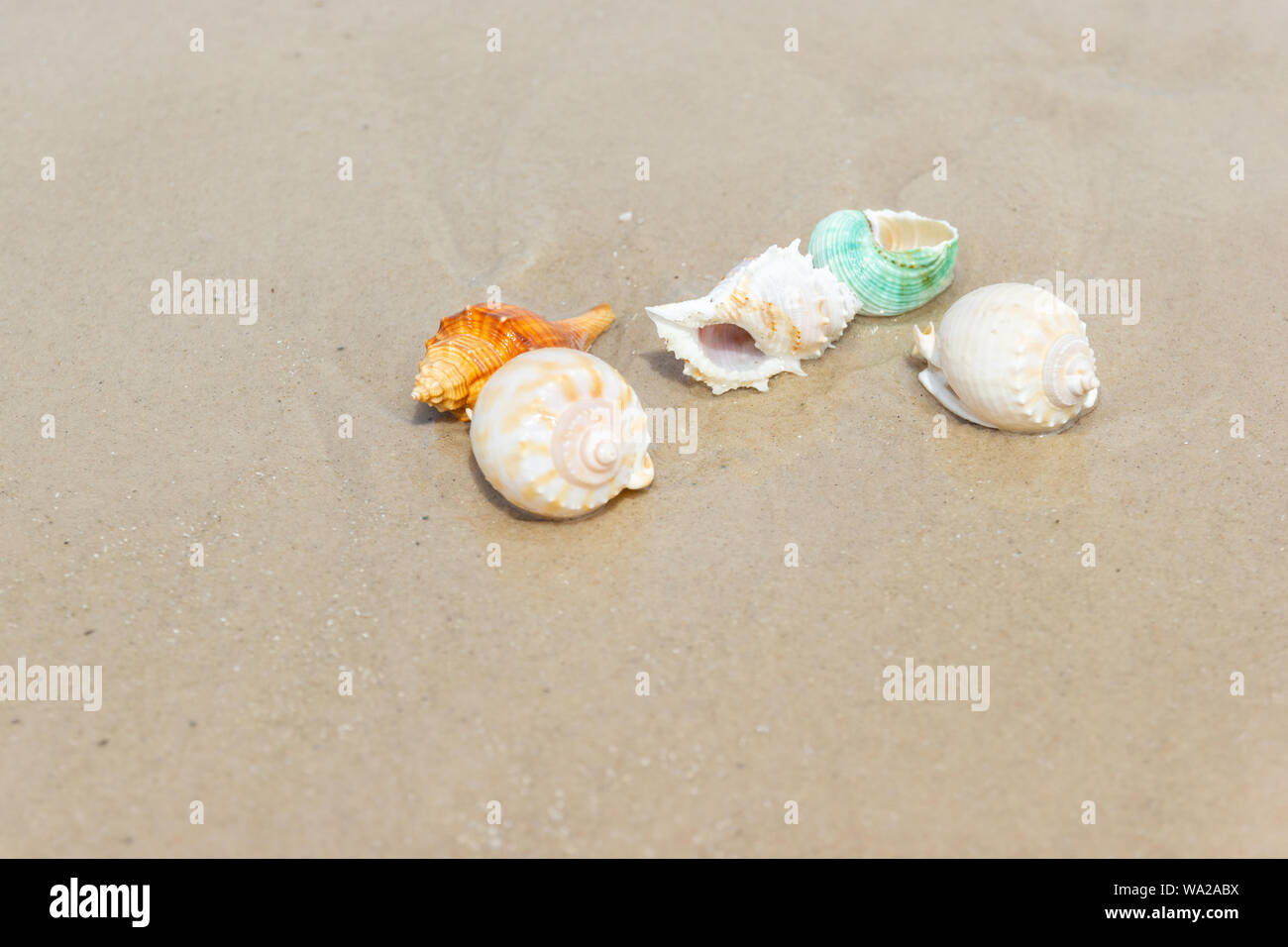 Beach summer with Shells on sandy beach with sand beach background ...