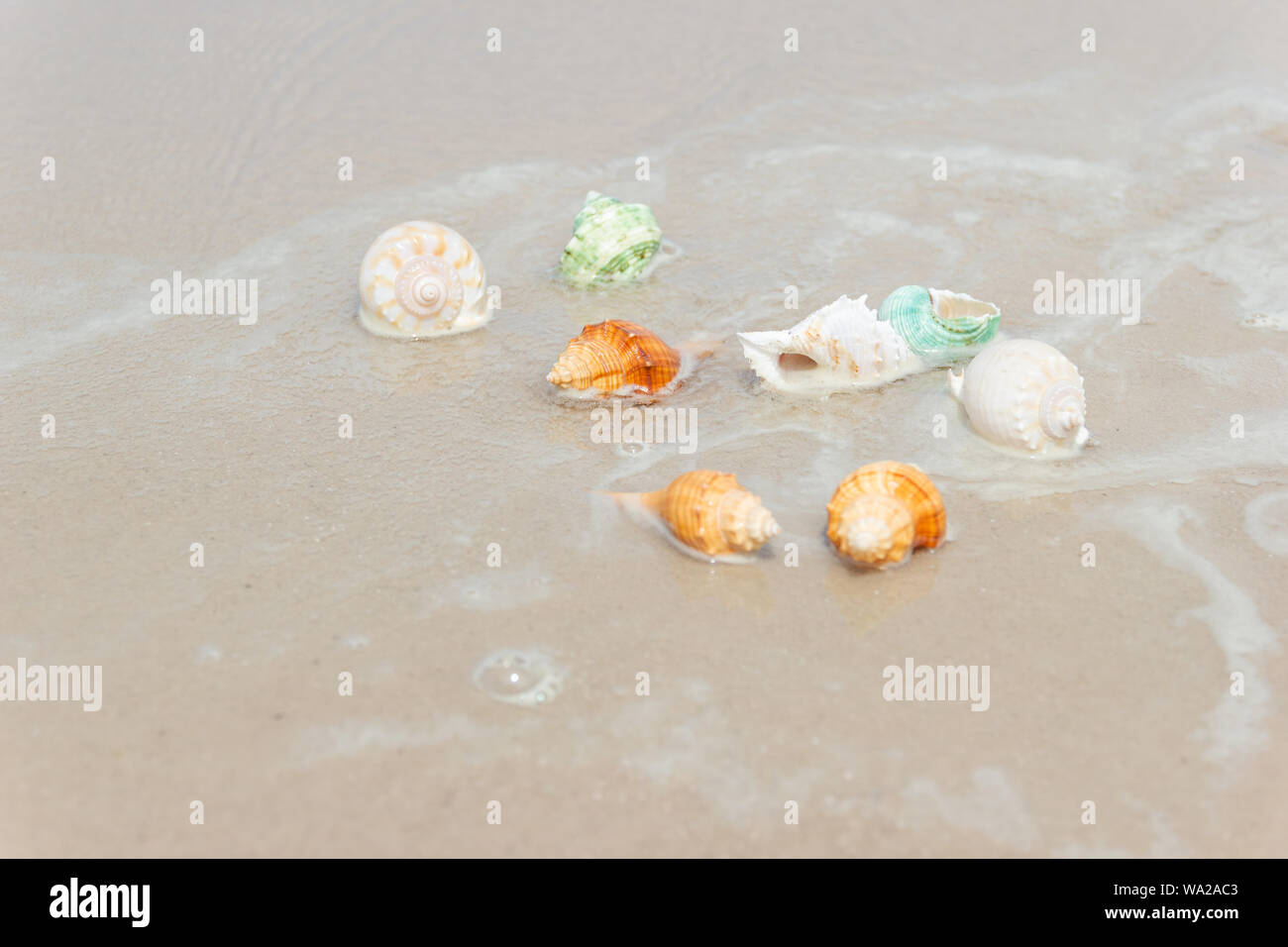 Beach summer with Shells on sandy beach with sand beach background ...