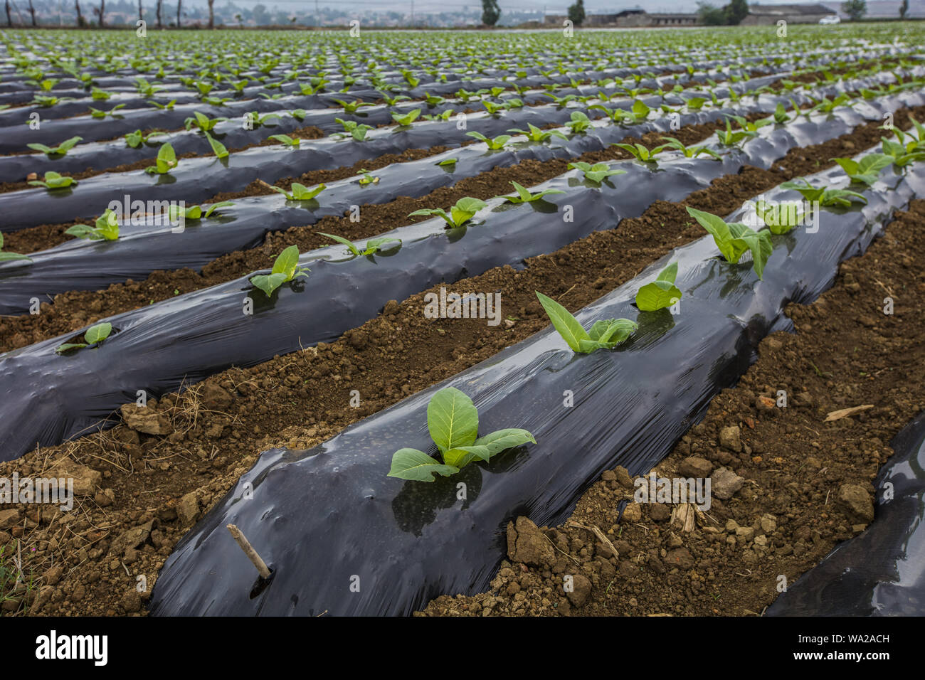 Black miao hi-res stock photography and images - Alamy
