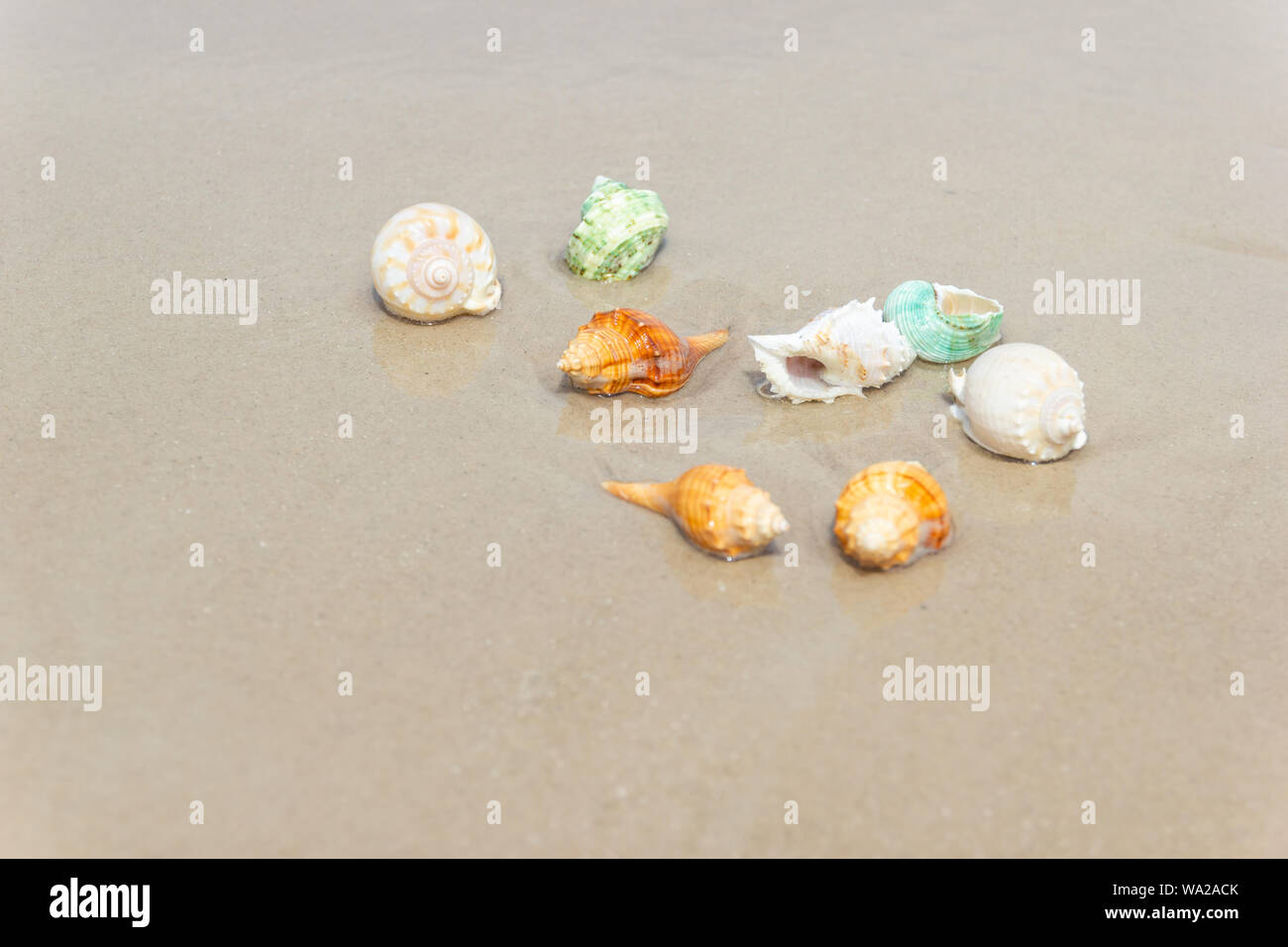 Beach summer with Shells on sandy beach with sand beach background ...
