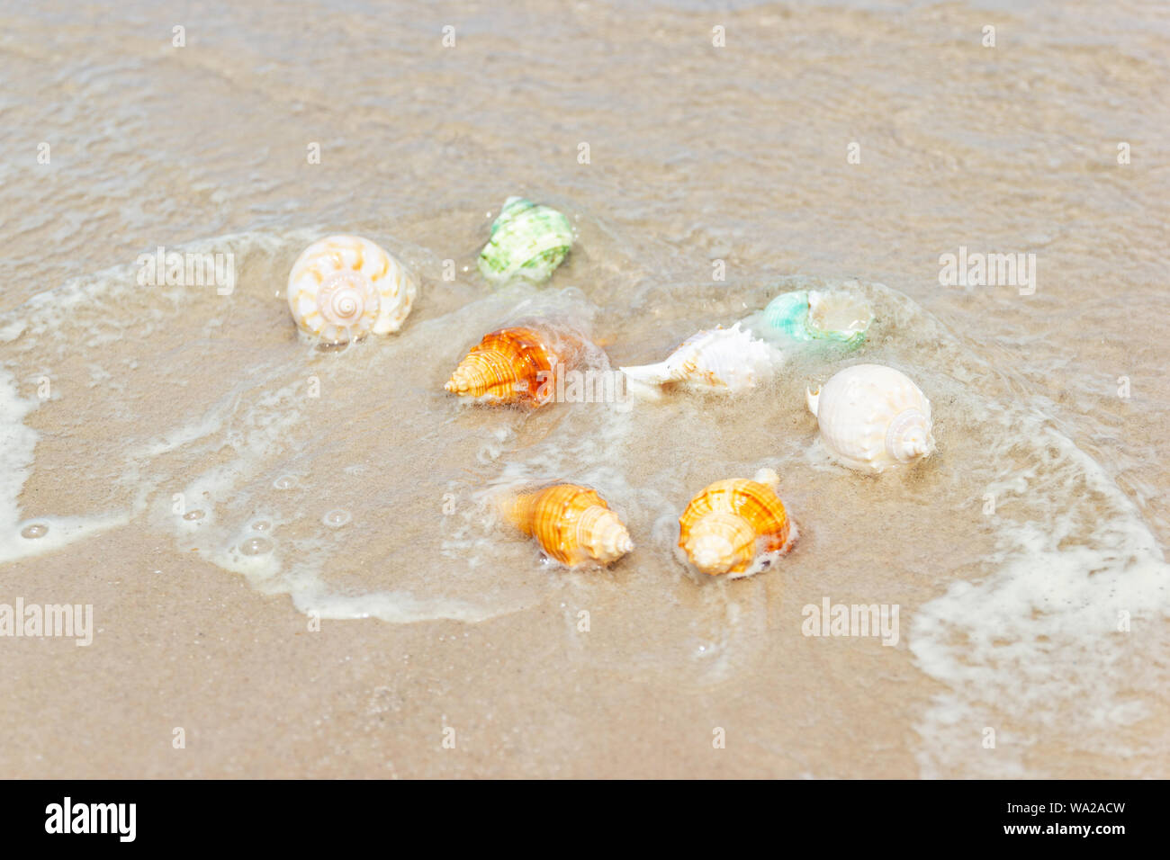 Beach summer with Shells on sandy beach with sand beach background ...