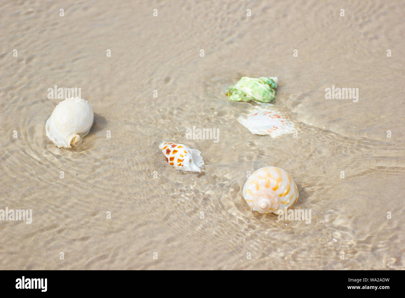 Beach summer with Shells on sandy beach with sand beach background ...