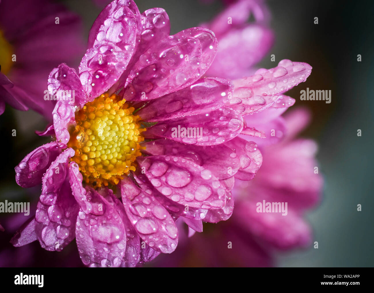 Wet flower petal hi-res stock photography and images - Alamy
